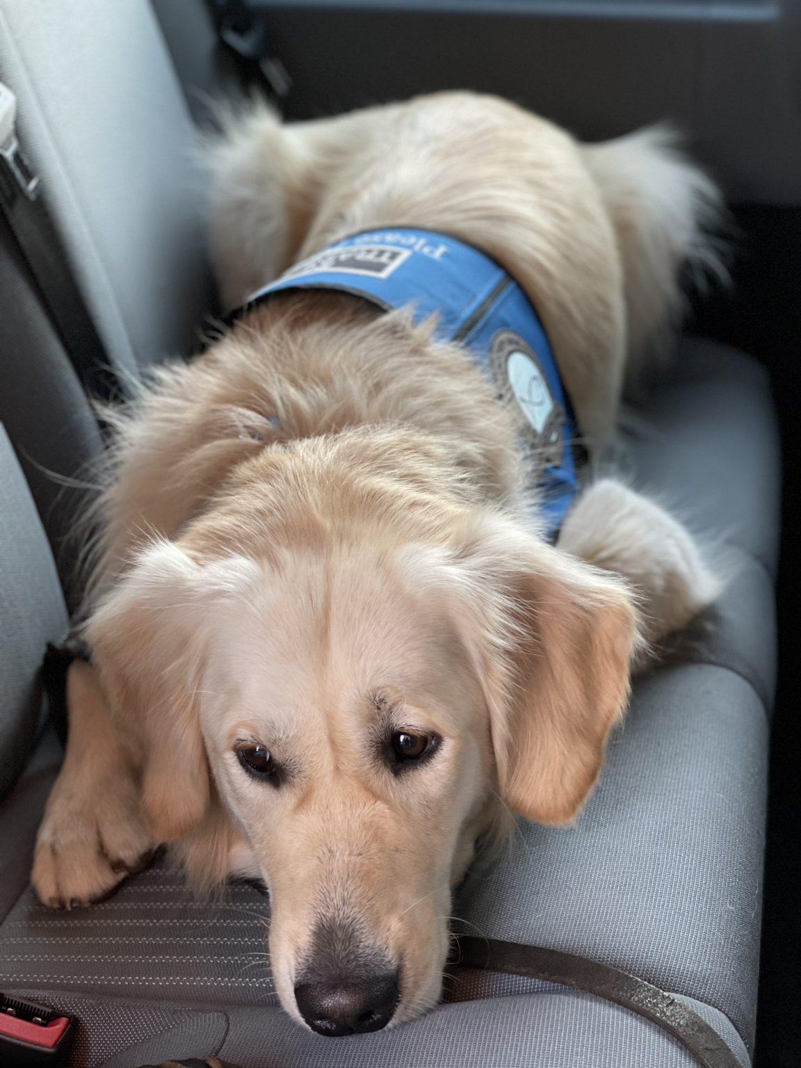 Introducing Daniel Comfort Dog – Immanuel Lutheran Church LCMS